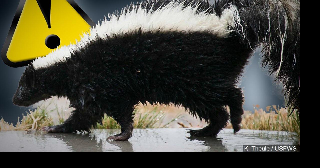 What to do if your dog gets sprayed by a skunk | News | wsiltv.com