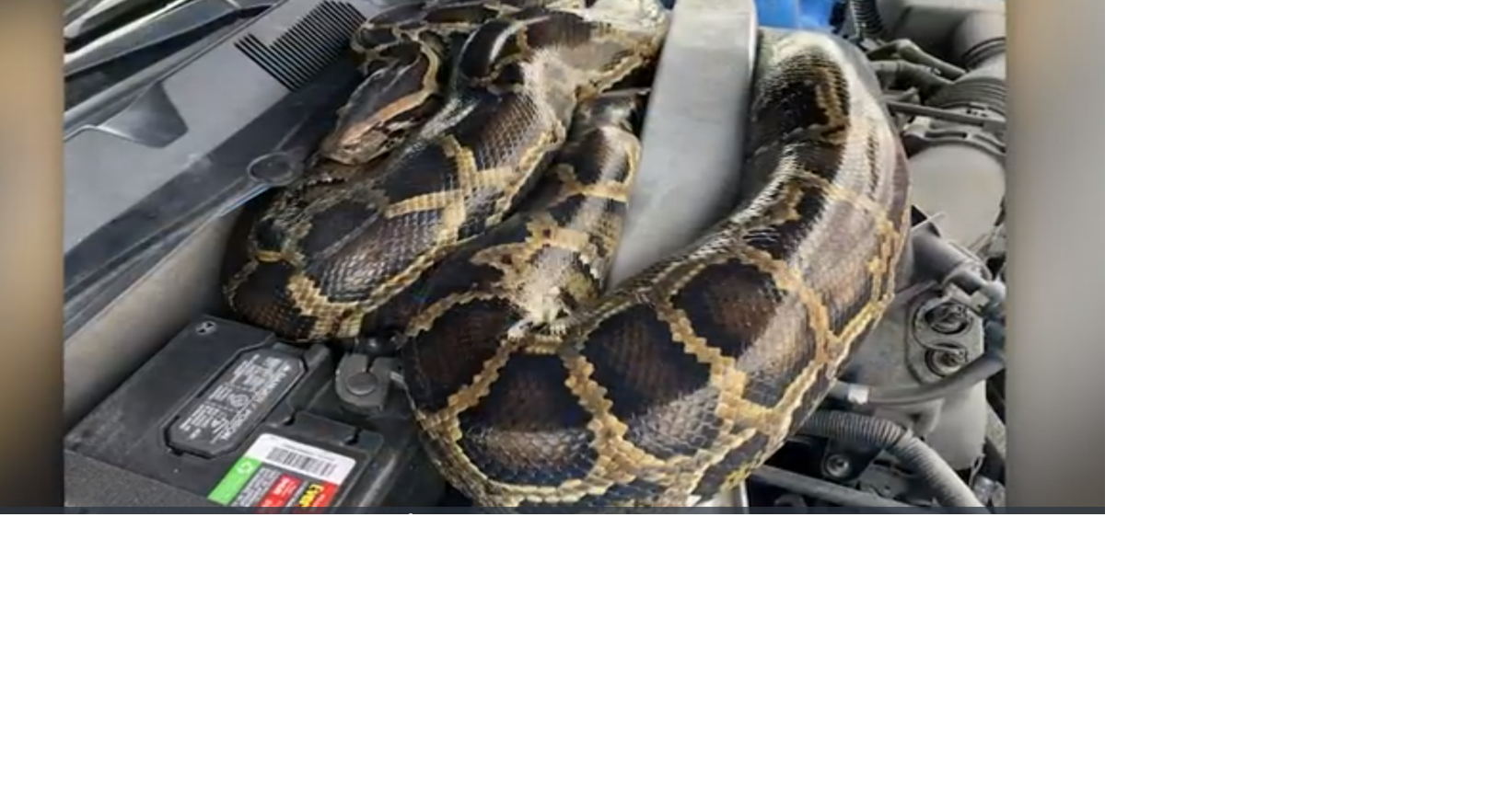 Python found under hood of Ford Mustang | News 3 This Morning | wsiltv.com
