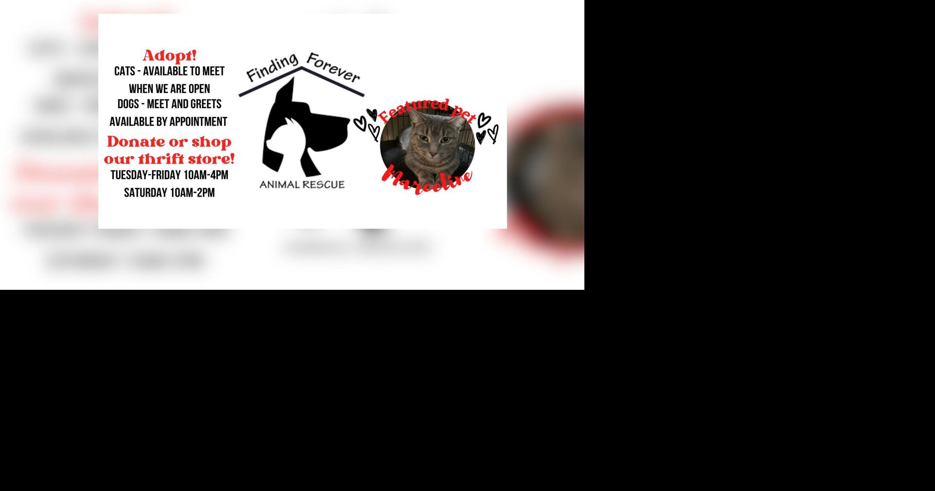 Finding Forever Animal Rescue to Host Valentine’s Day Pet Photoshoot ...
