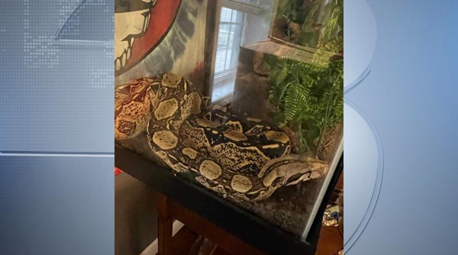 Southern Illinois firefighters help rescue 6-foot boa constrictor stuck ...