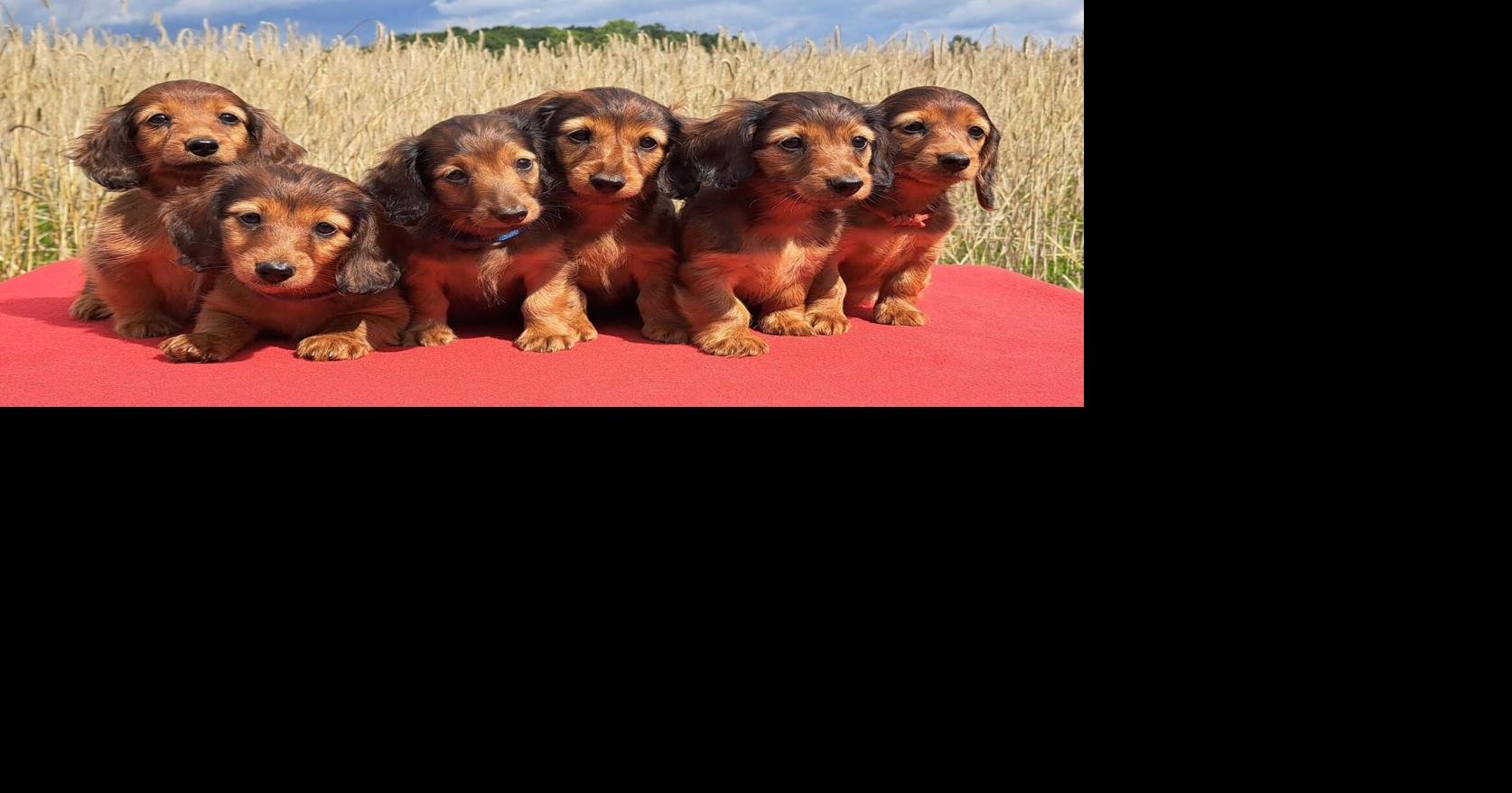 Dachshunds under threat as Germany proposes ban on breeding | National ...