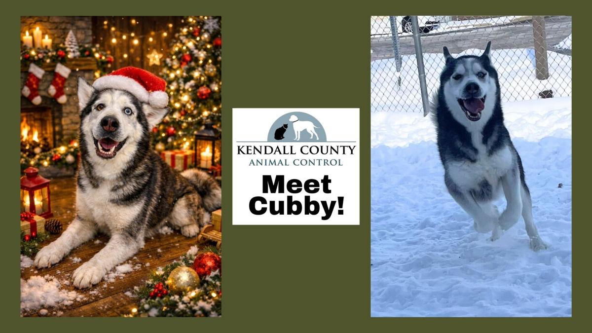 Meet Cubby: One Playful Pup, Two Beautiful Eyes, and a FREE Adoption ...