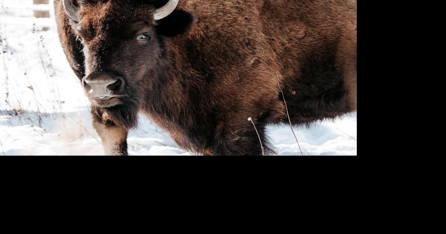 Bison once again roam Kane County prairie habitat | Local News ...