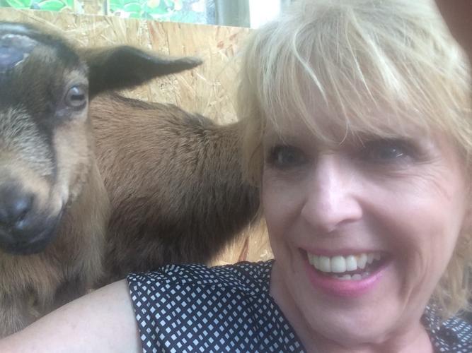 Interesting Offering: Goat Yoga Happening in Oswego | Local News ...
