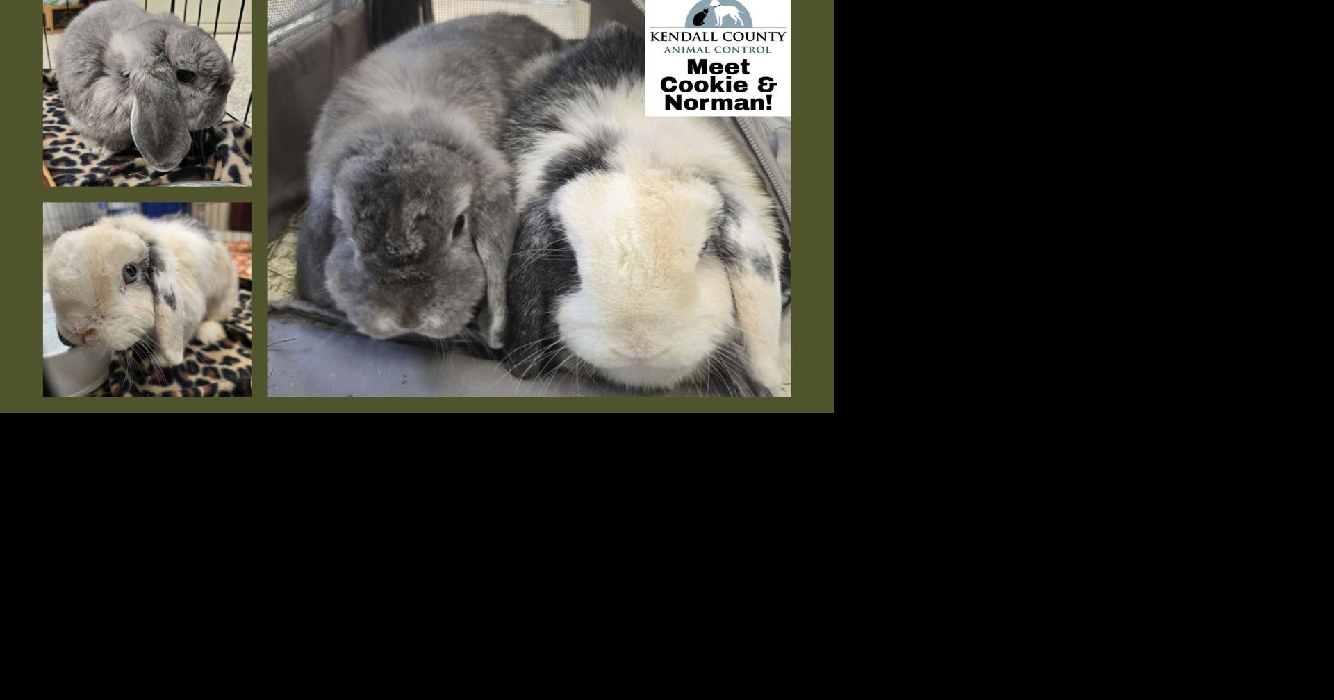 Meet Cookie & Norman: A Perfect Pair of Mini-Lops Ready to Hop Into ...