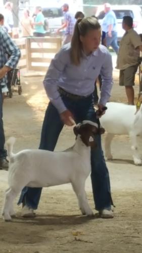 PHOTOS: Goat show judging at DeKalb County 4H Livestock show | Local ...