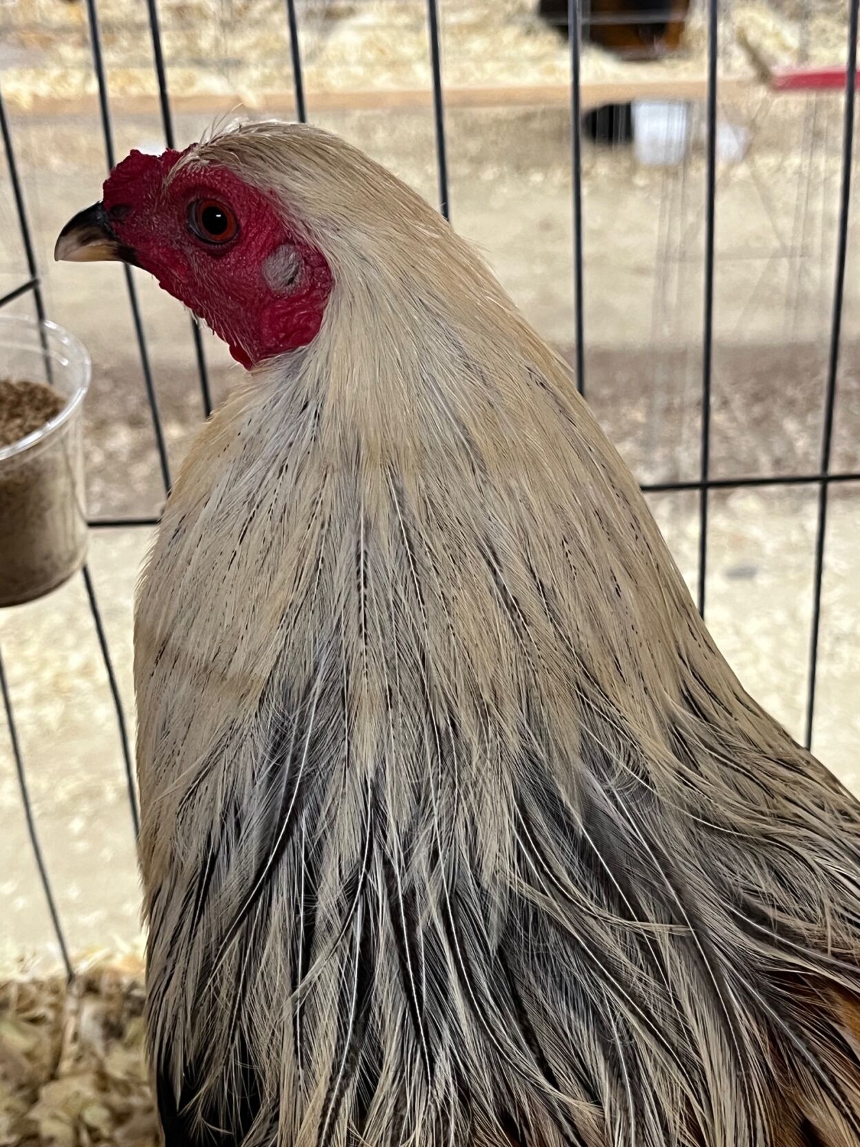 Chickens “flock” back to Sandwich Fair roost | Local News | wspynews.com