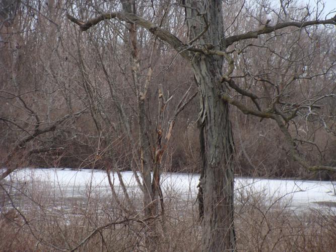 Kendall Co. Forest Preserve Comm. Approves Archaeological Survey of ...