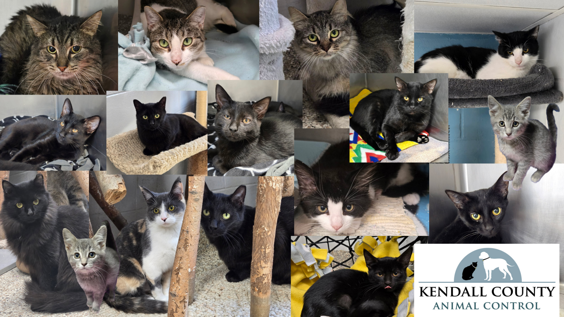 33 Cats Ready for Their Second Chance — Help One Begin Their New ...