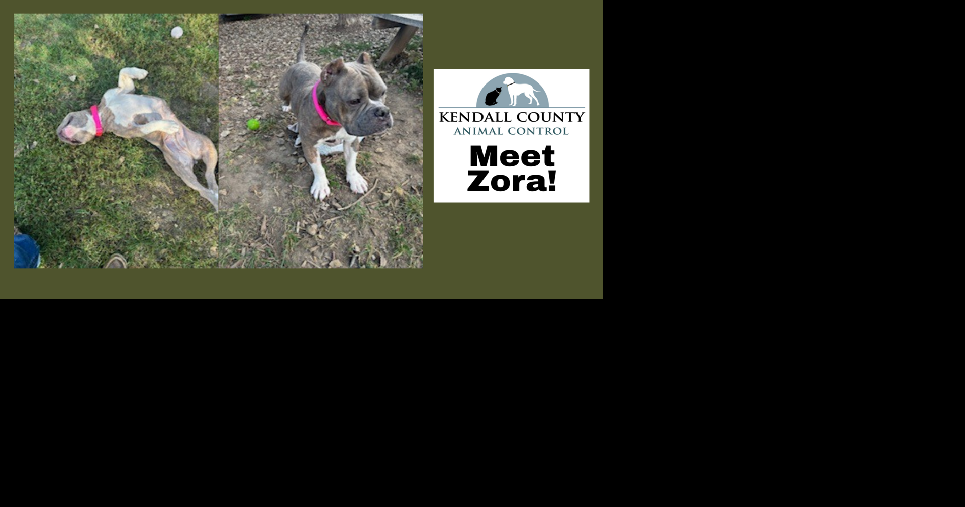 From a Rough Past to a Bright Future, Zora the Sweetheart Bulldog Mix ...