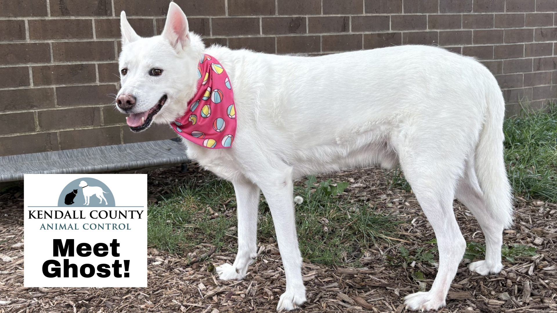 Gentle. Loyal. House-trained. Meet Ghost: the Husky mix who’s just ...