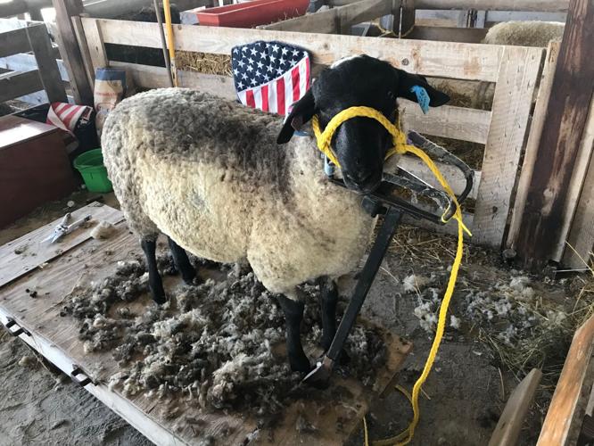 Livestock exhibitors prepare for shows at 134th Sandwich Fair | Local ...