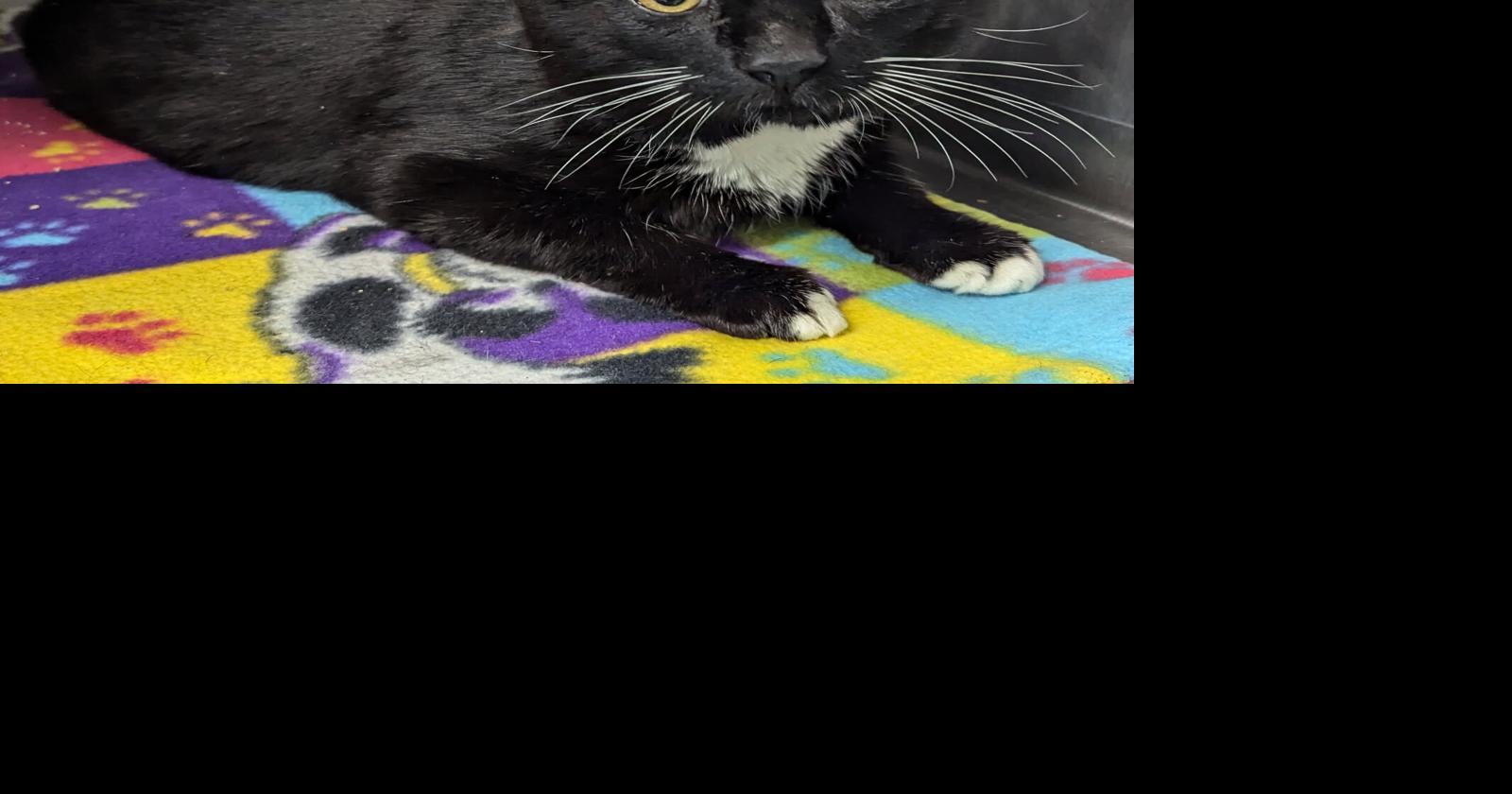 Bert the Tuxedo Cat Isn’t Just Dressed to Impress. He’s One of a Kind ...