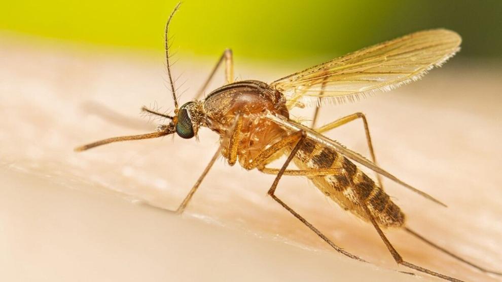 Health officials urge mosquito precautions in Kendall County | Local ...
