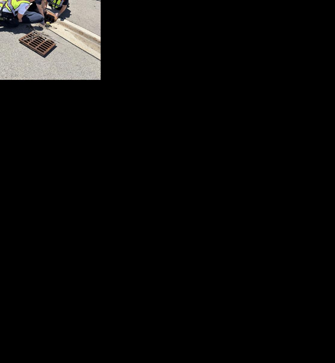 Eight Ducklings Rescues From Storm Drain By First Responders in Minooka ...