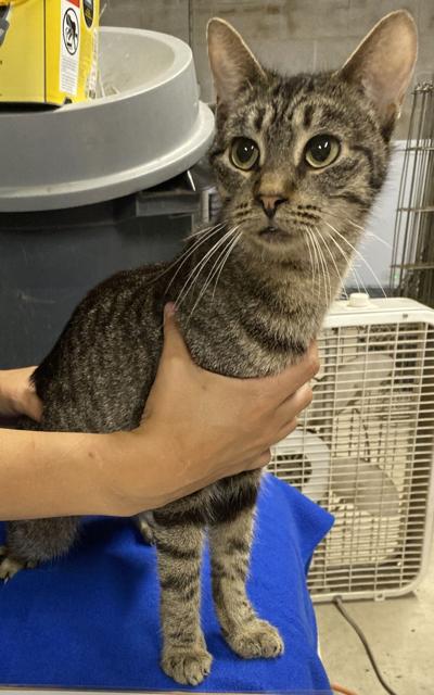 Kendall County Animal Control in urgent need of supplies following cat ...