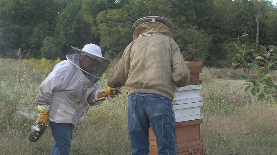How the dry and hot weather affects bee colonies and honey supply ...
