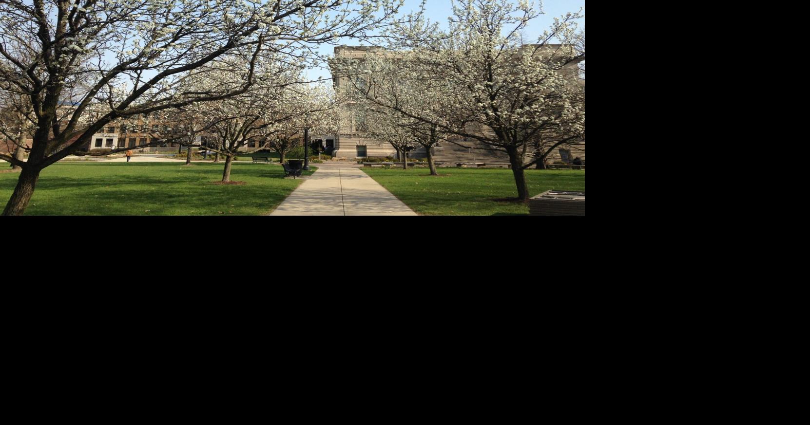 Invasive pear trees in full bloom | News | wthitv.com