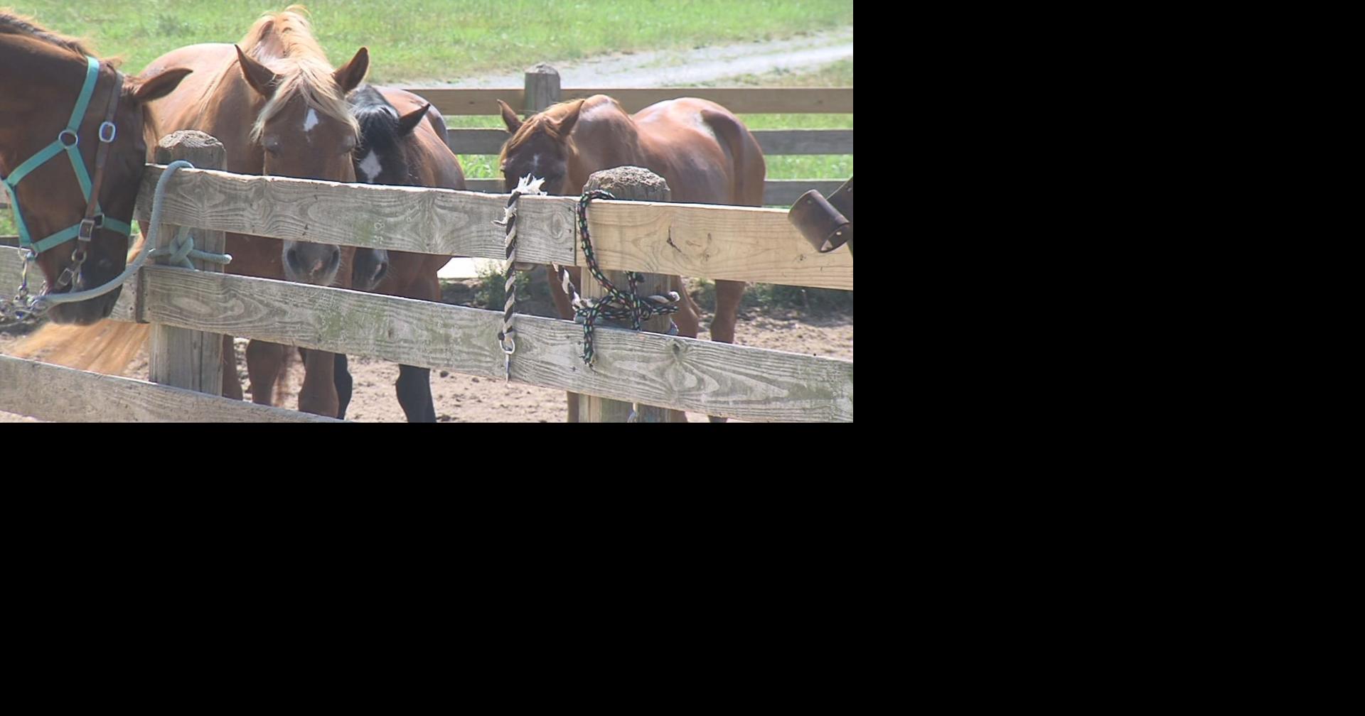 "You can't lose 65% of your business." McCormick's Creek stables ...