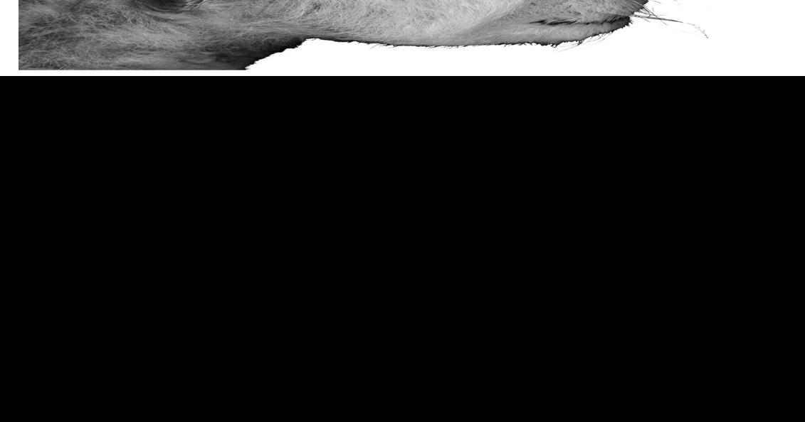 Baby sabre-toothed cat mummy found in Siberia with intact skin, fur and ...