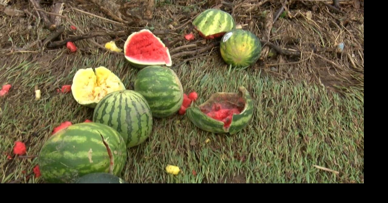 Watermelon recycling business could change Knox County's economy for ...