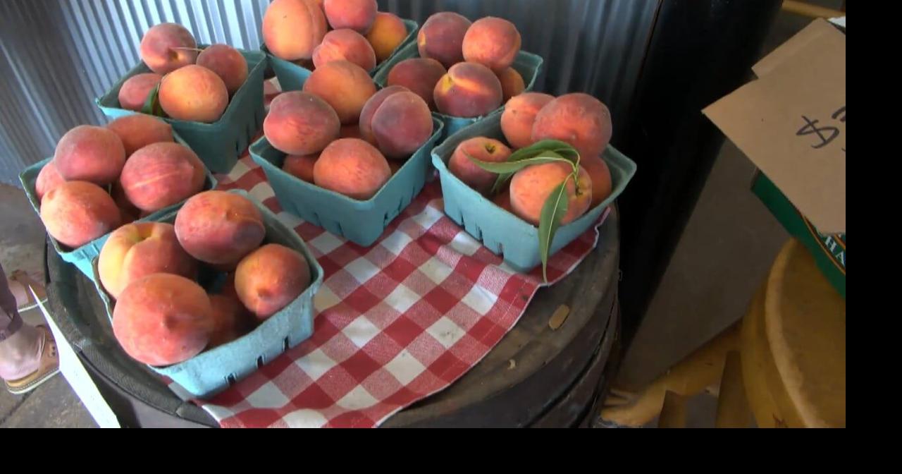 Cumberland County orchards battle storms, harvest peaches | News ...