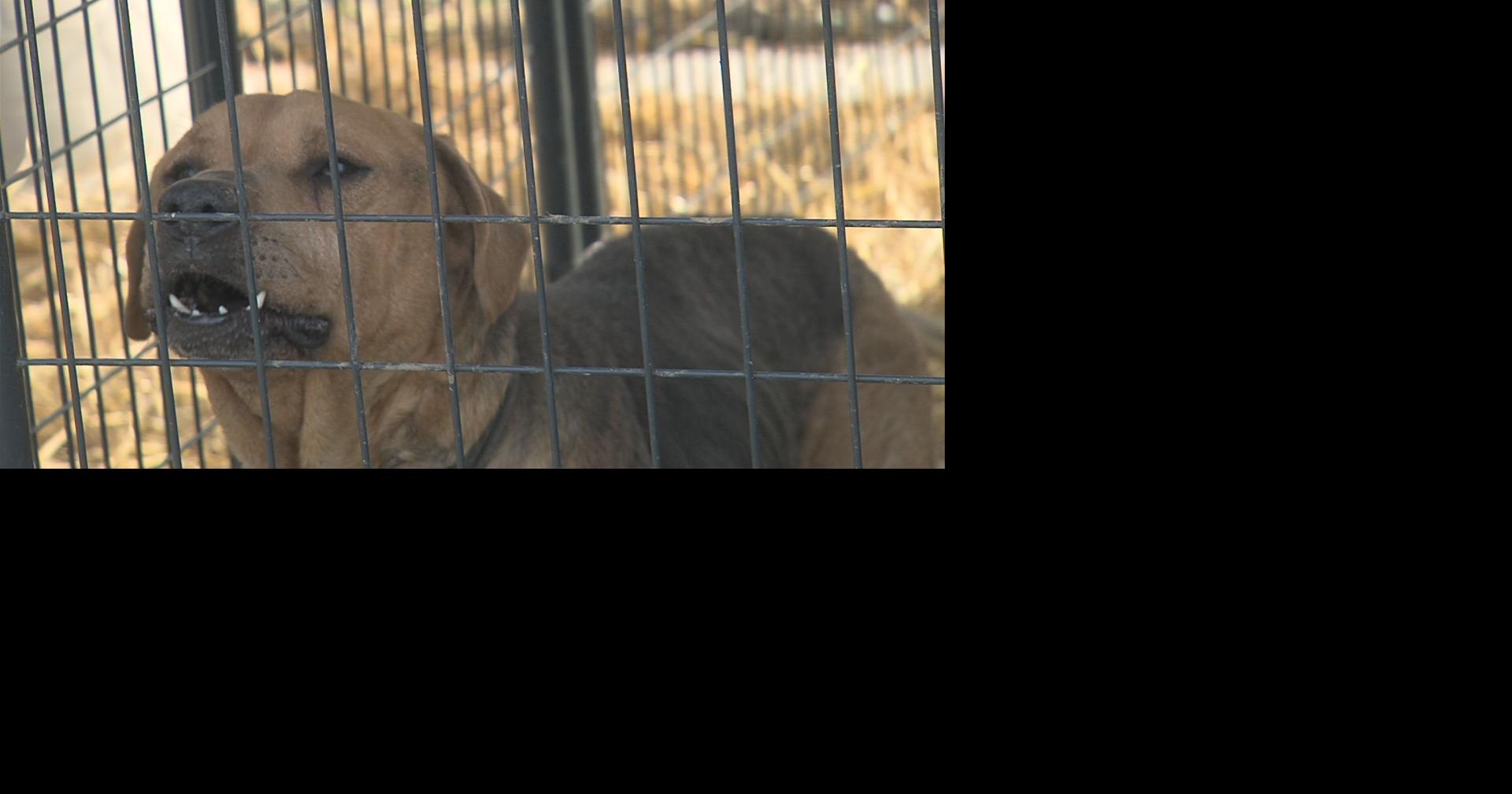 Hoosier vets say you should keep an eye on your dog for this rare ...