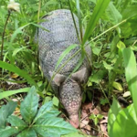 Armadillos thrive in Indiana: 700% rise in sightings since 2003 | News ...