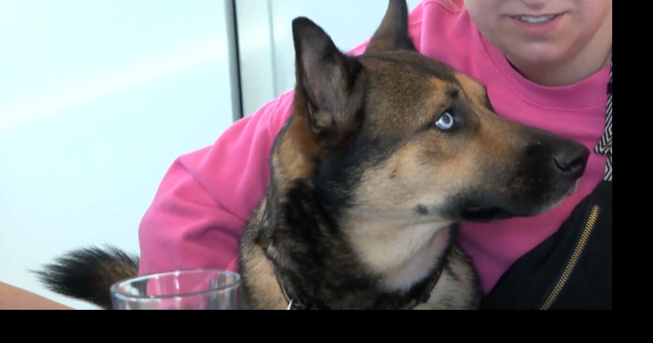 Sullivan County Humane Society hosts its 1st Annual Barktoberfest ...