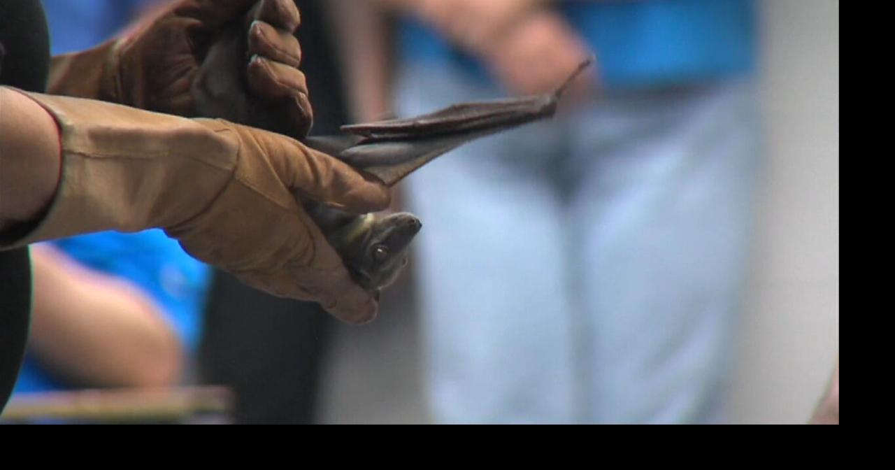 Celebrate 20 years of Indiana Bat Festival at ISU this September | News ...