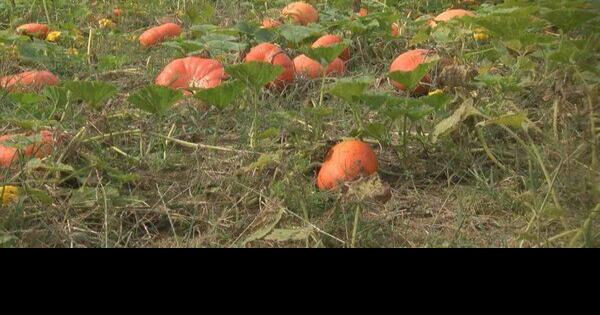 Here's how you can protect your pumpkins from pests | Archive | wthitv.com