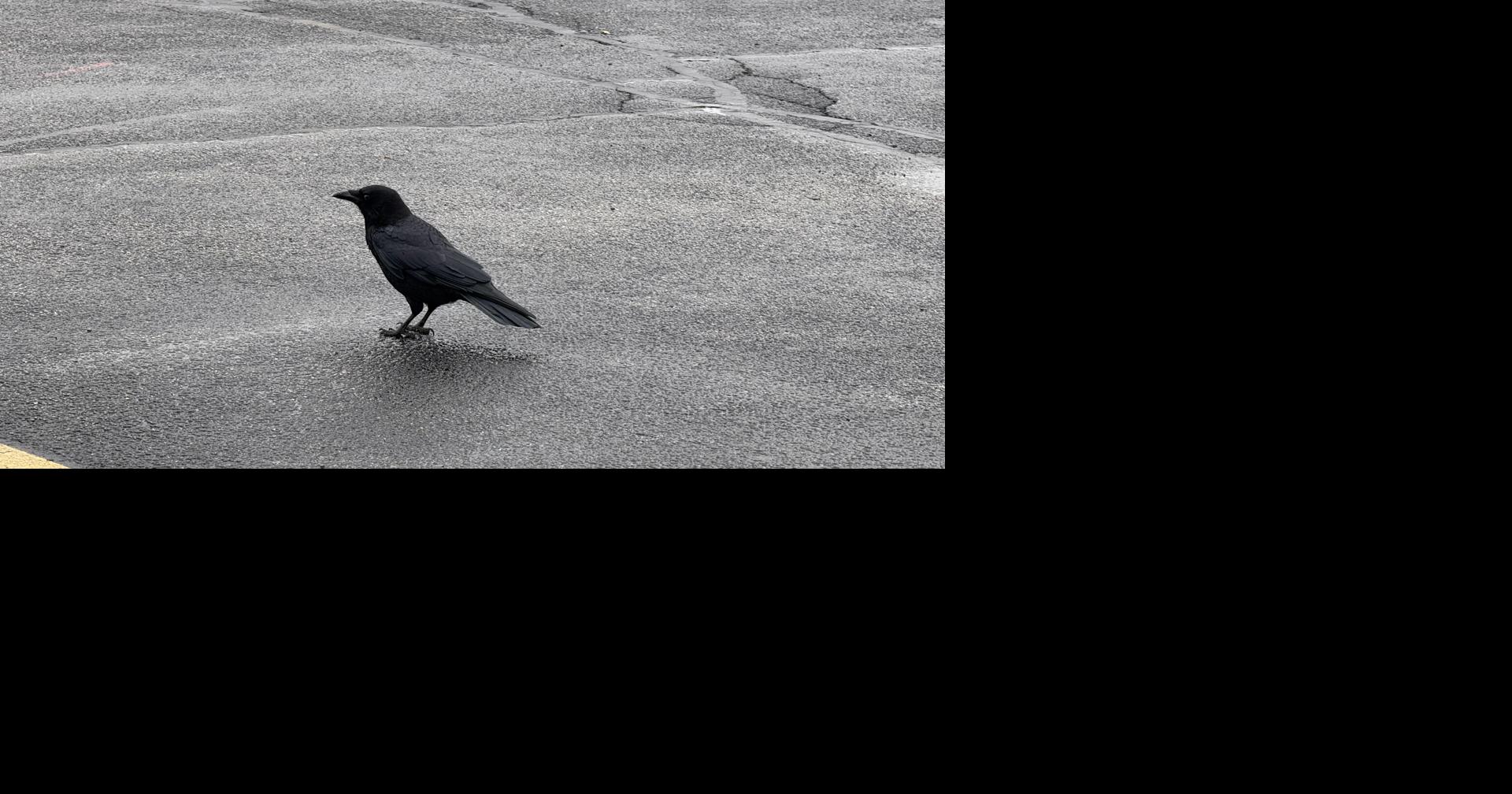 Chicago-based company conducts study of downtown crows | Indiana ...