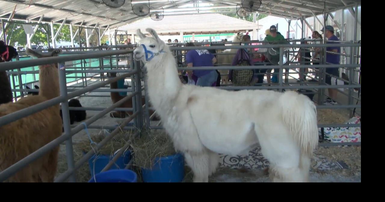 The Alpaca and Llama Club opened its new barn and held a costume ...