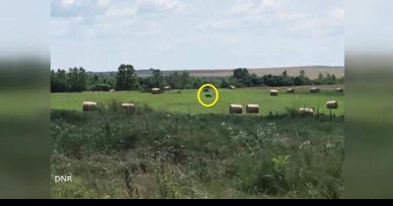 Black bear now spotted in Daviess County, Indiana | Archive | wthitv.com