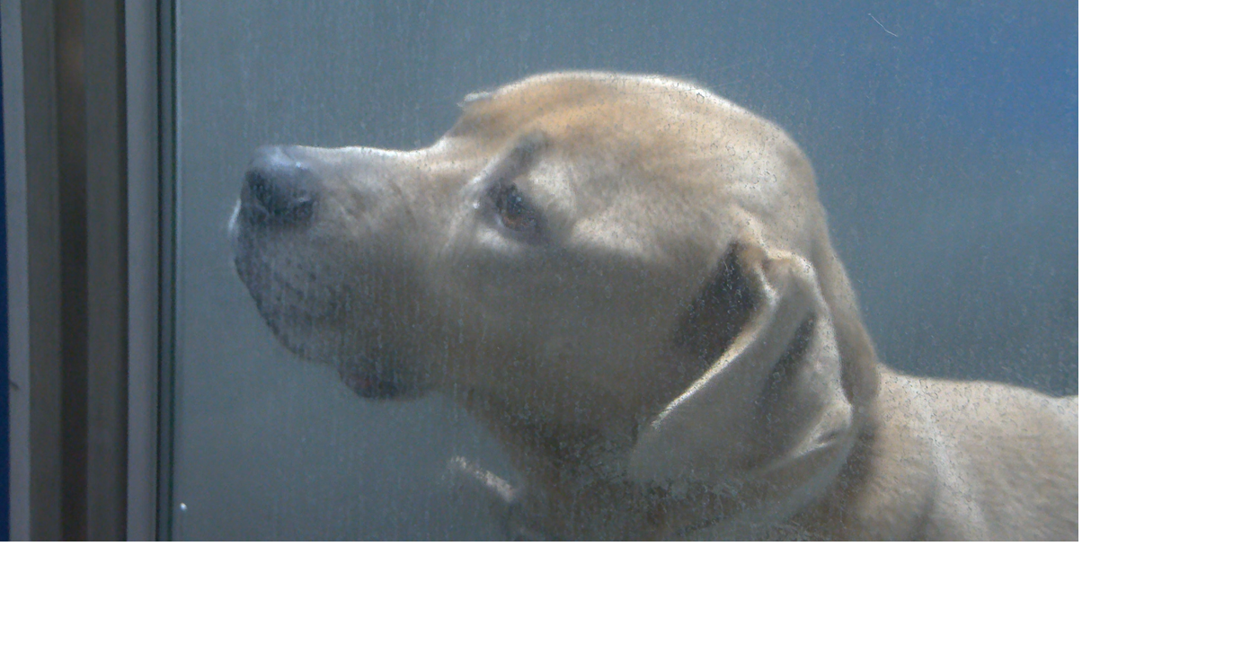 Humane World shares pet safety advice as storm hits Indiana | News ...