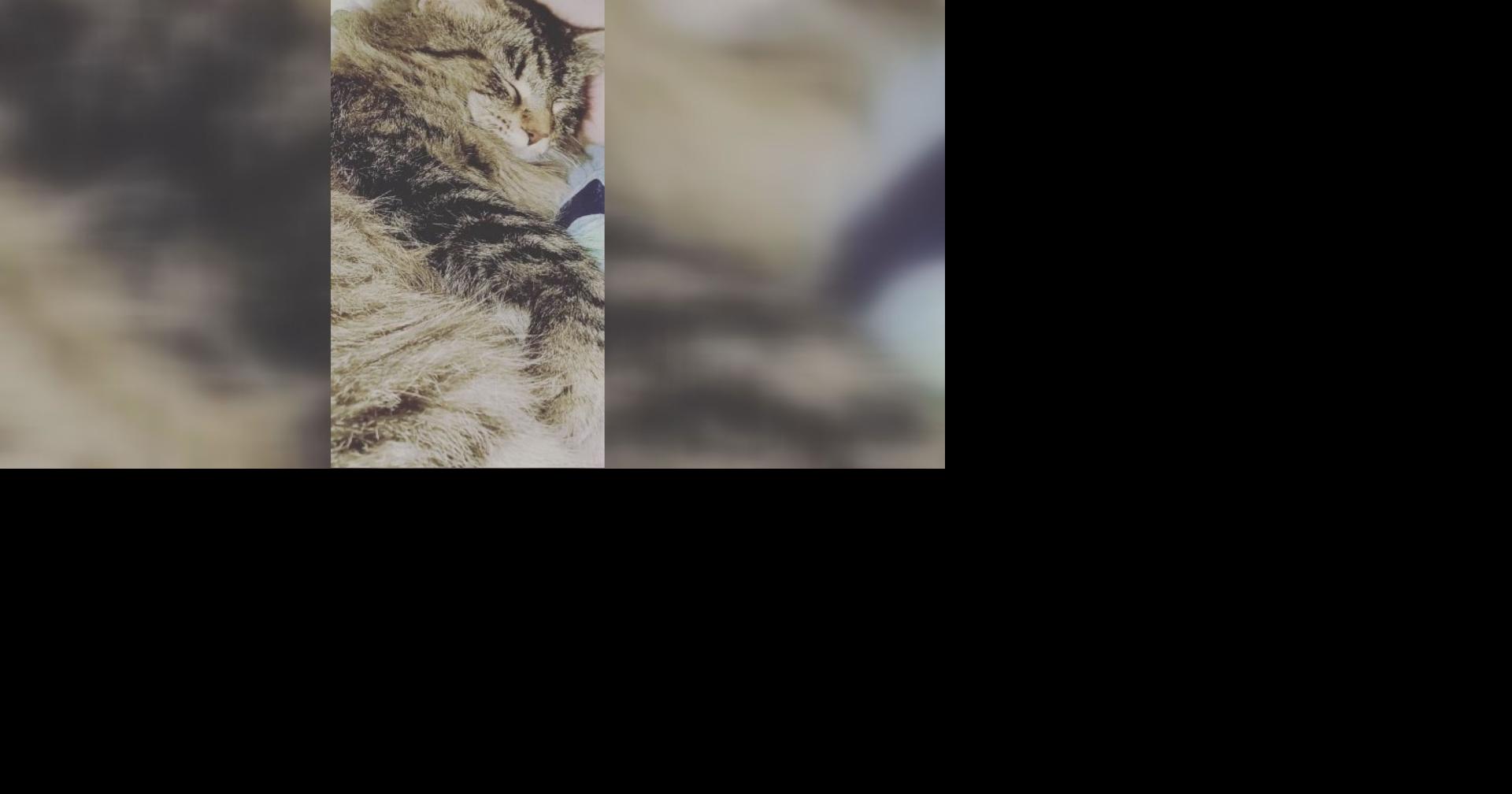 "I'm not giving up hope" - The Humane Society of Sullivan County is ...