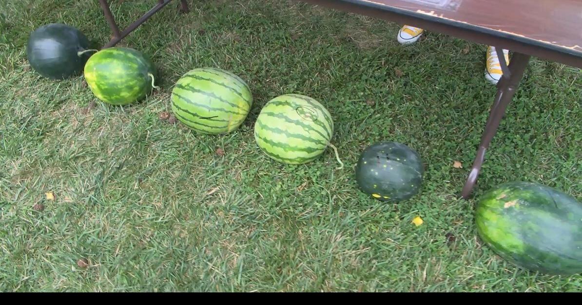 Watermelon Festival takes place in Knox County | News | wthitv.com