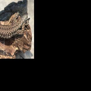 Scientists tracking lizard sightings in southeastern Indiana | News ...