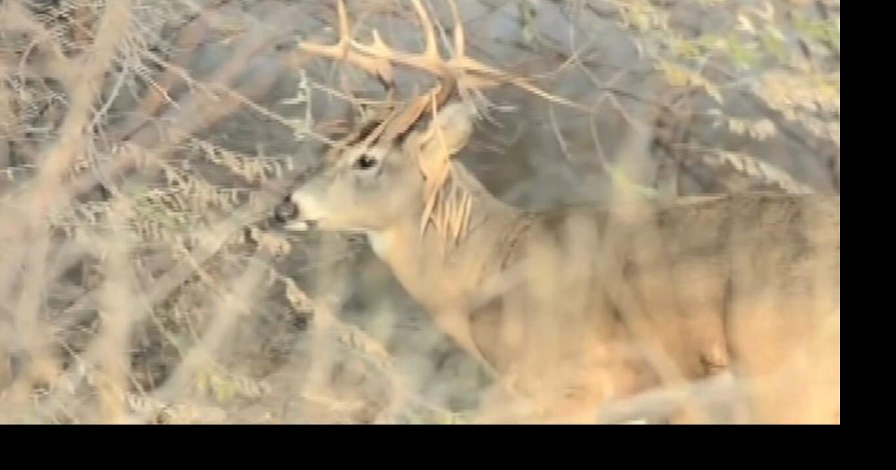 Indiana DNR asks for your help in deer survey | News | wthitv.com