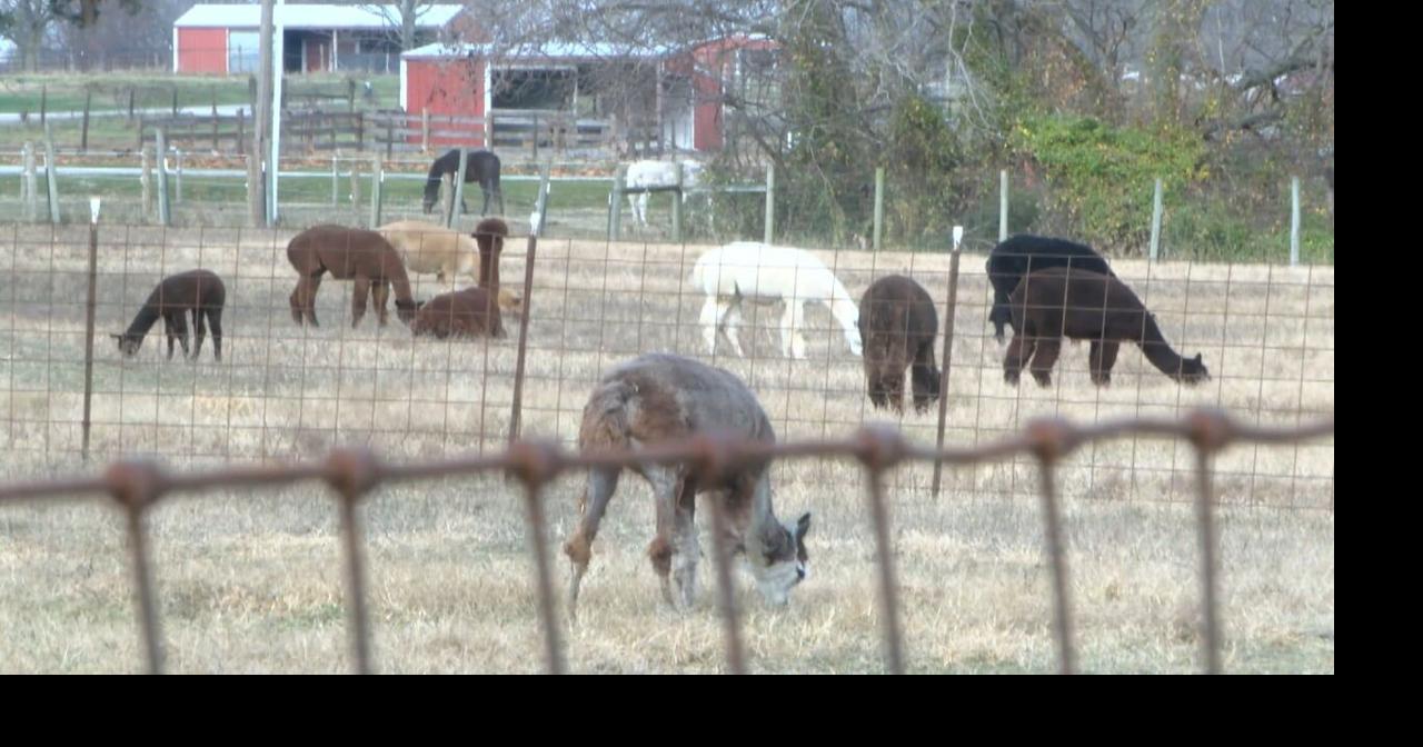 People interact with alpacas, other animals at open barn event | News ...