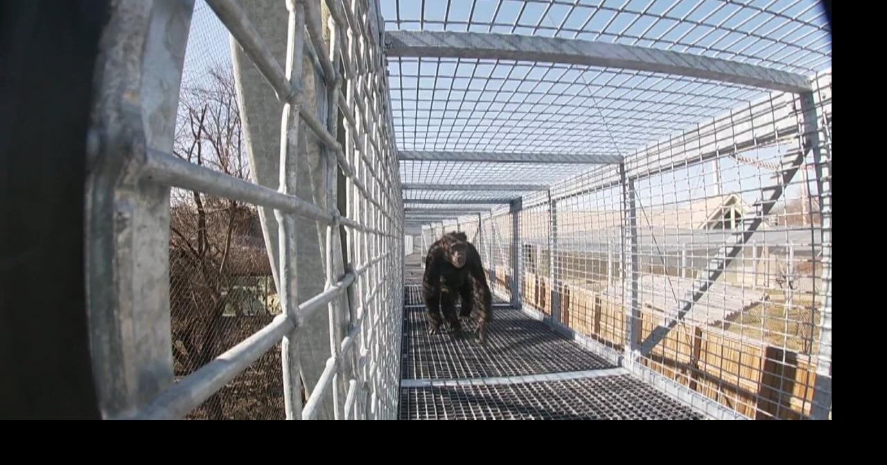 Indianapolis Zoo opening "biggest chimp habitat in the country" on ...