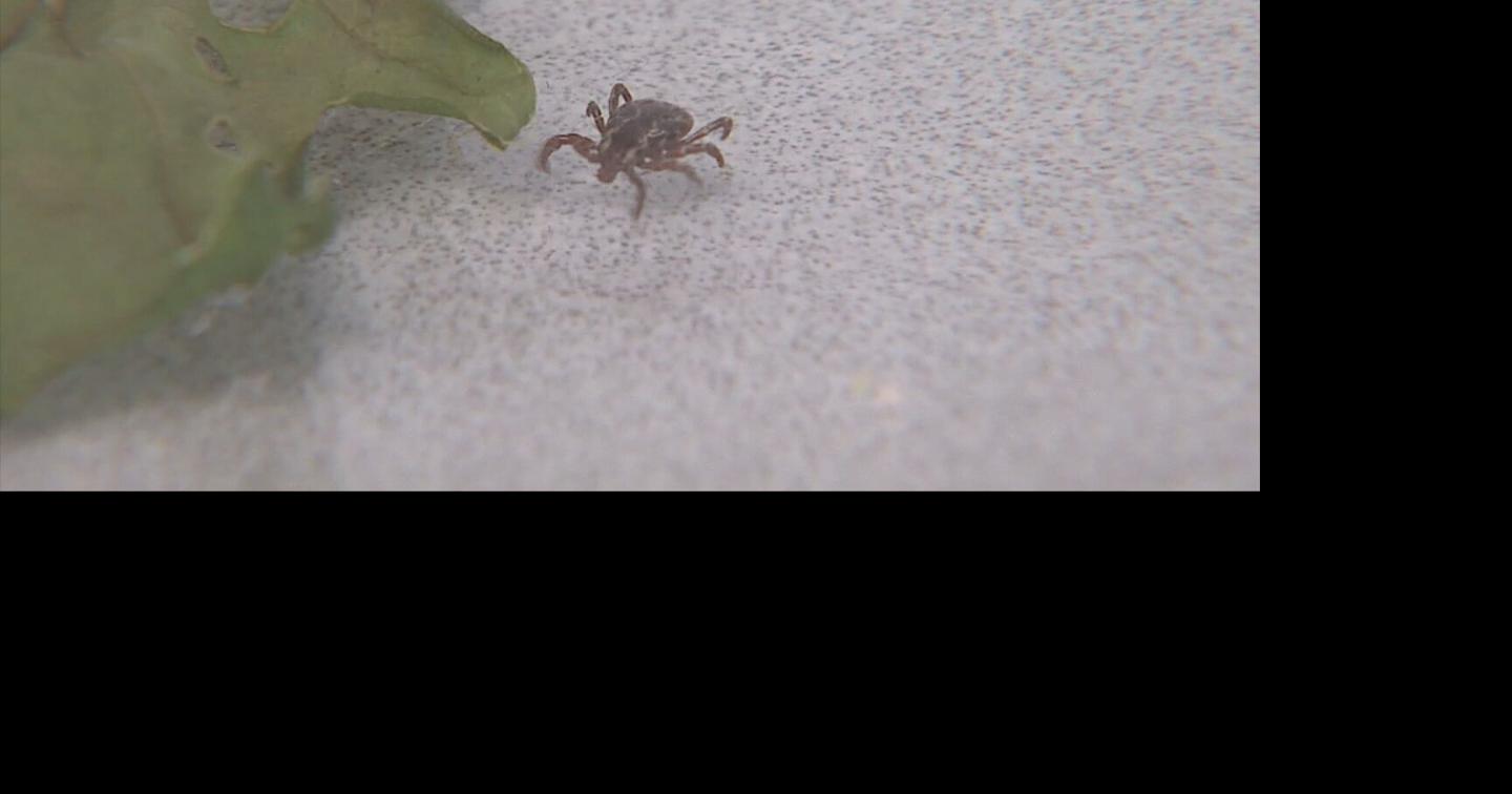 Summer tick season is in full swing - here is how you can keep yourself ...
