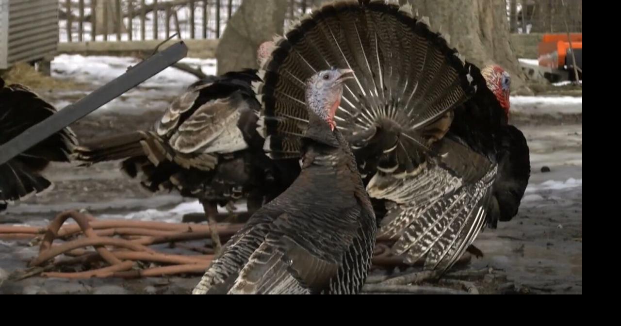 Avian flu quarantine hits turkey farm in Daviess County | News | wthitv.com