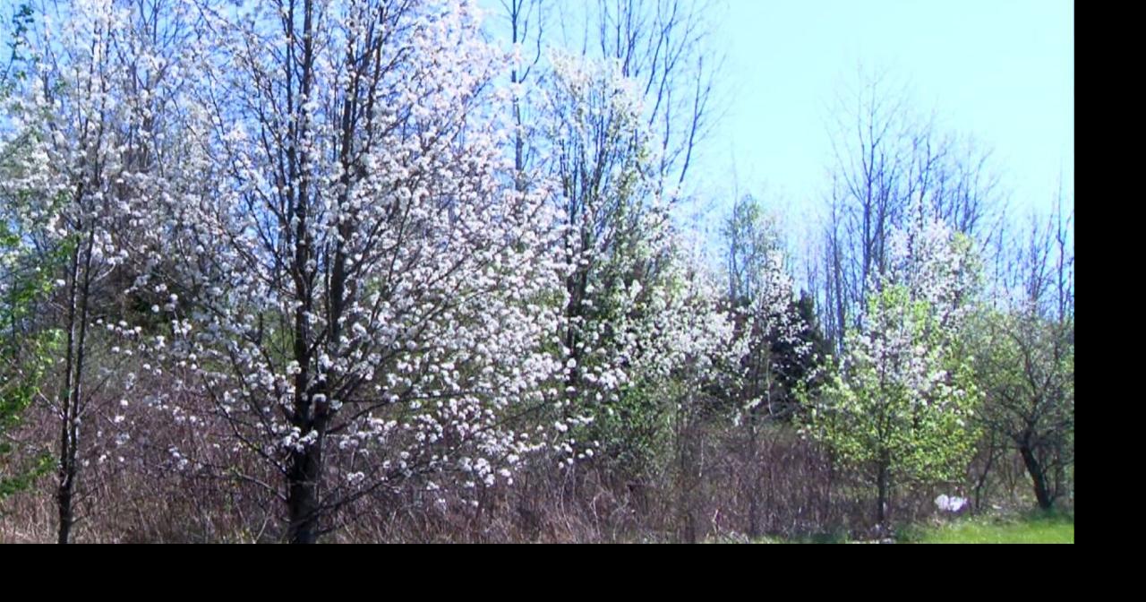 Environmentalists hope you'll help get rid of these invasive pear trees ...