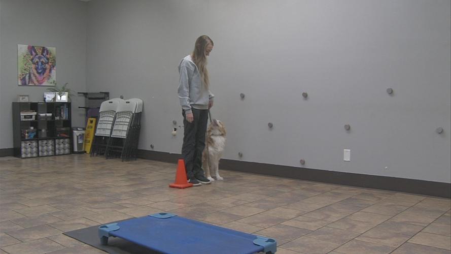 A New Leash On Life: A new program aims to help inmates and dogs in ...