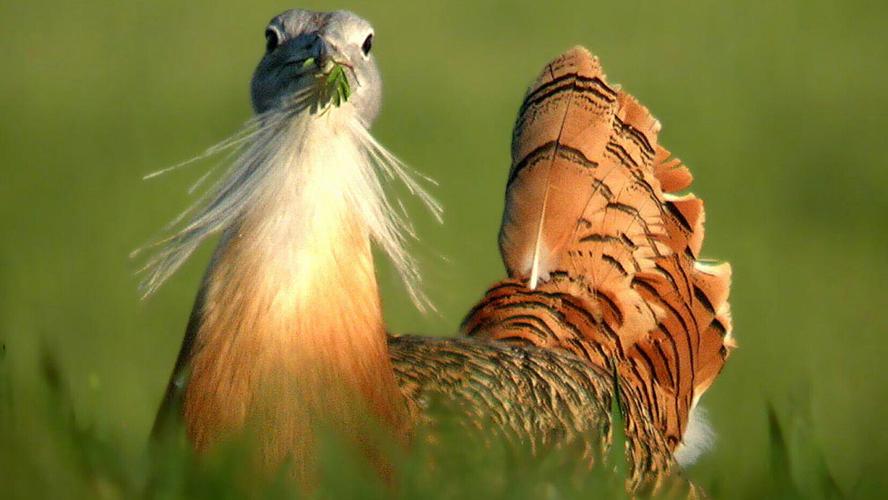World's heaviest flying bird uses plants to self-medicate, scientists ...