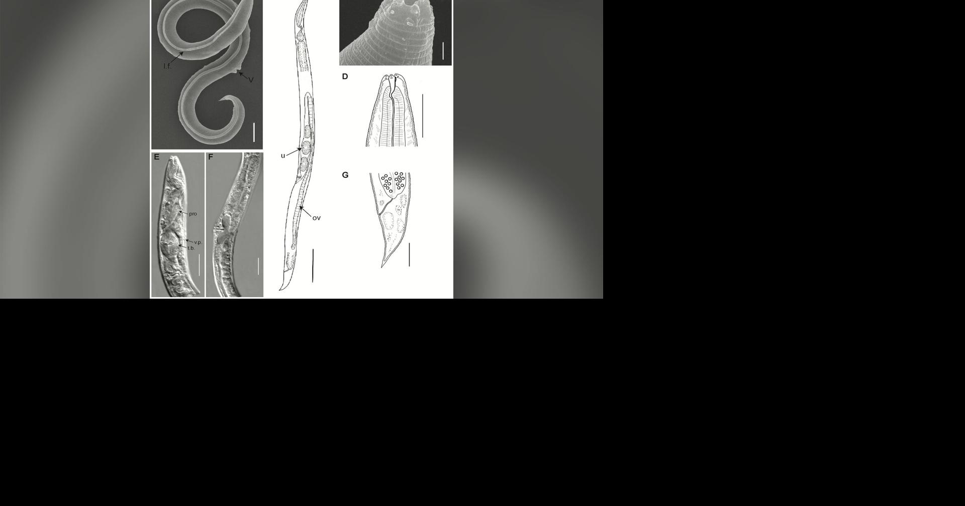 A worm has been revived after 46,000 years in the Siberian permafrost ...