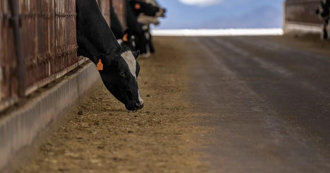 Indiana Board of Animal Health monitoring dairy cow illness | News ...