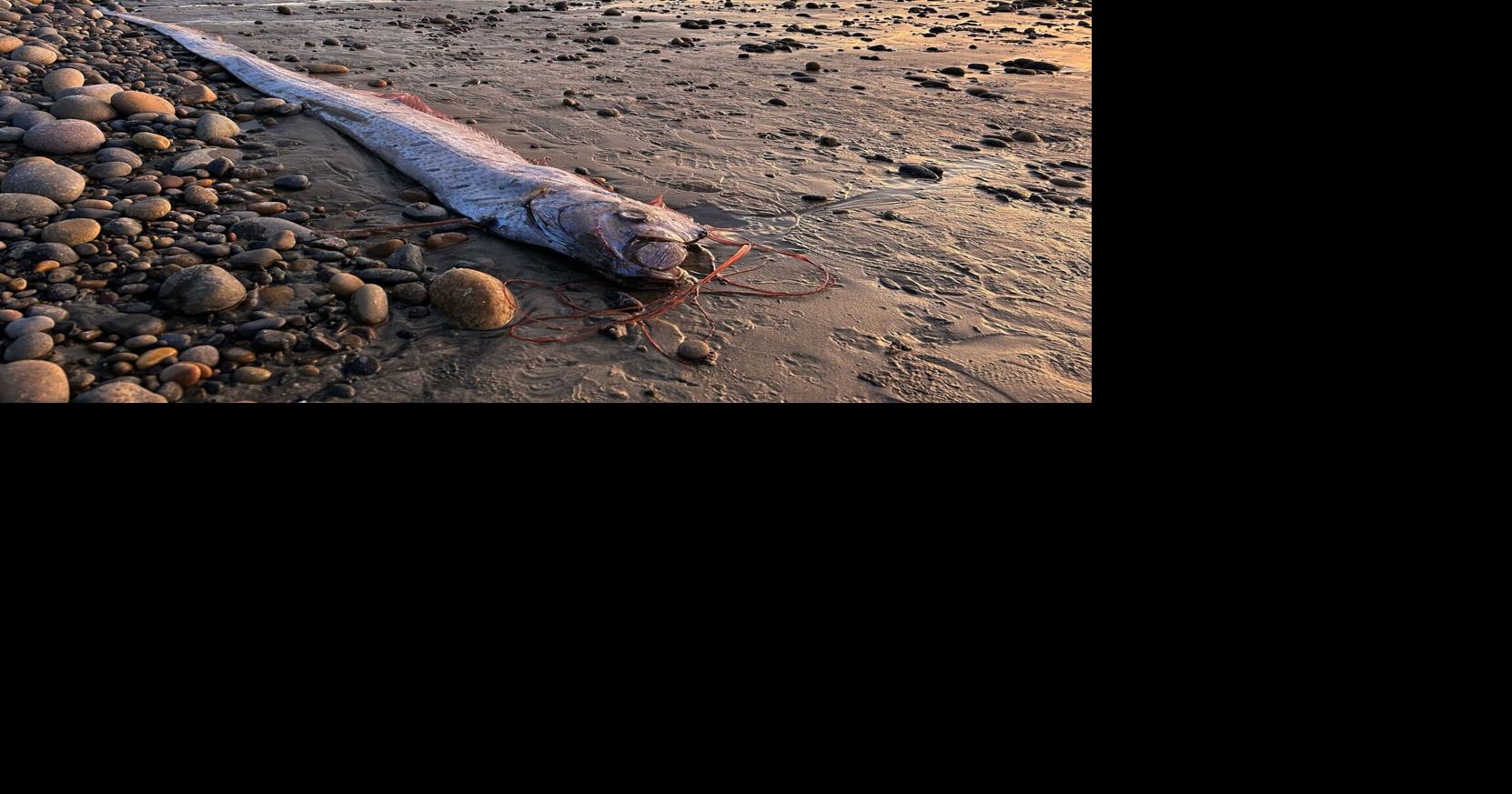 ‘Doomsday fish’ returns to Southern California shores for the third ...