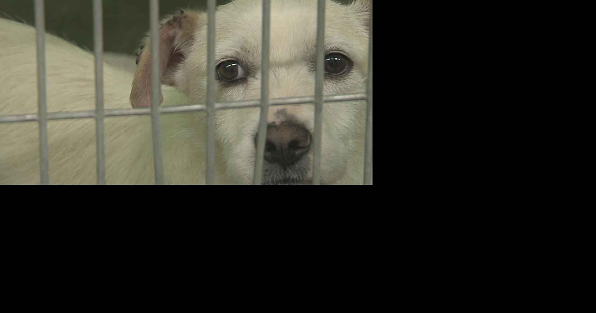 "I think the neglect has always been there" - Helping dogs after a ...